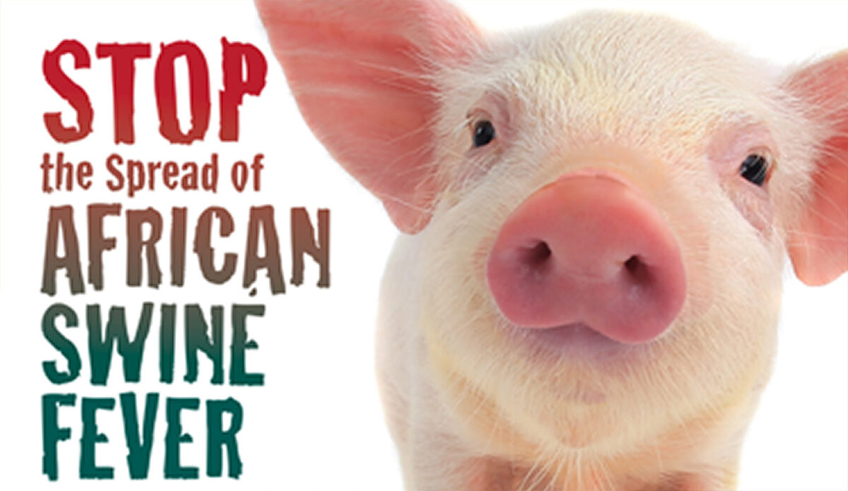 Campaign_African-Swine-Fever-Poster-Design - Graphic Design Dublin ...